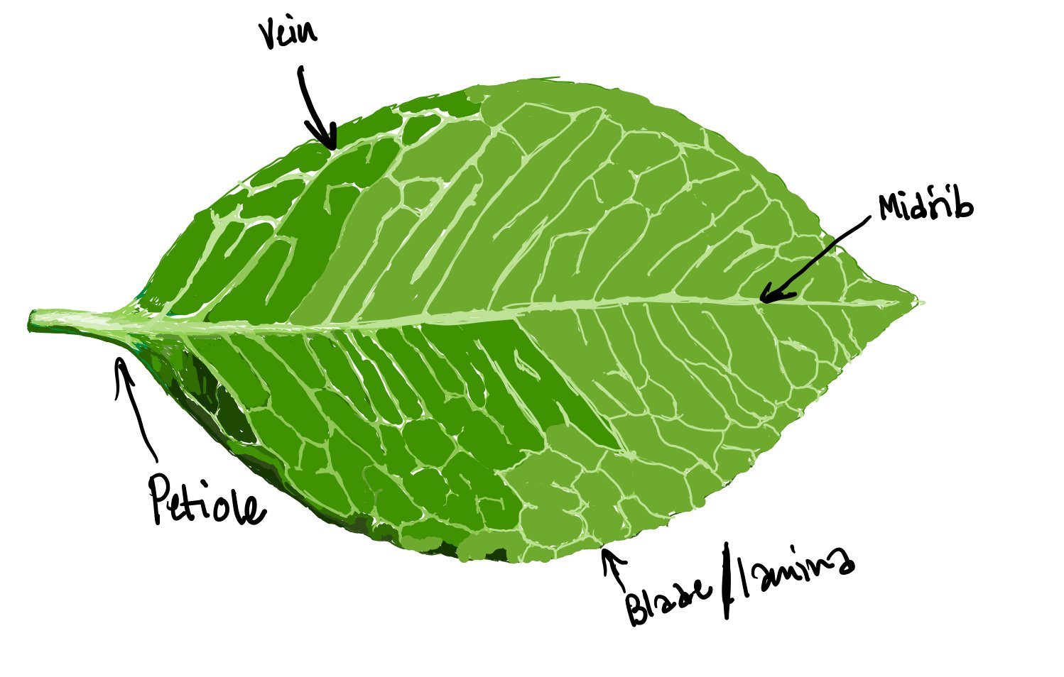 Leaf Diagram Labeled Photosynthesis