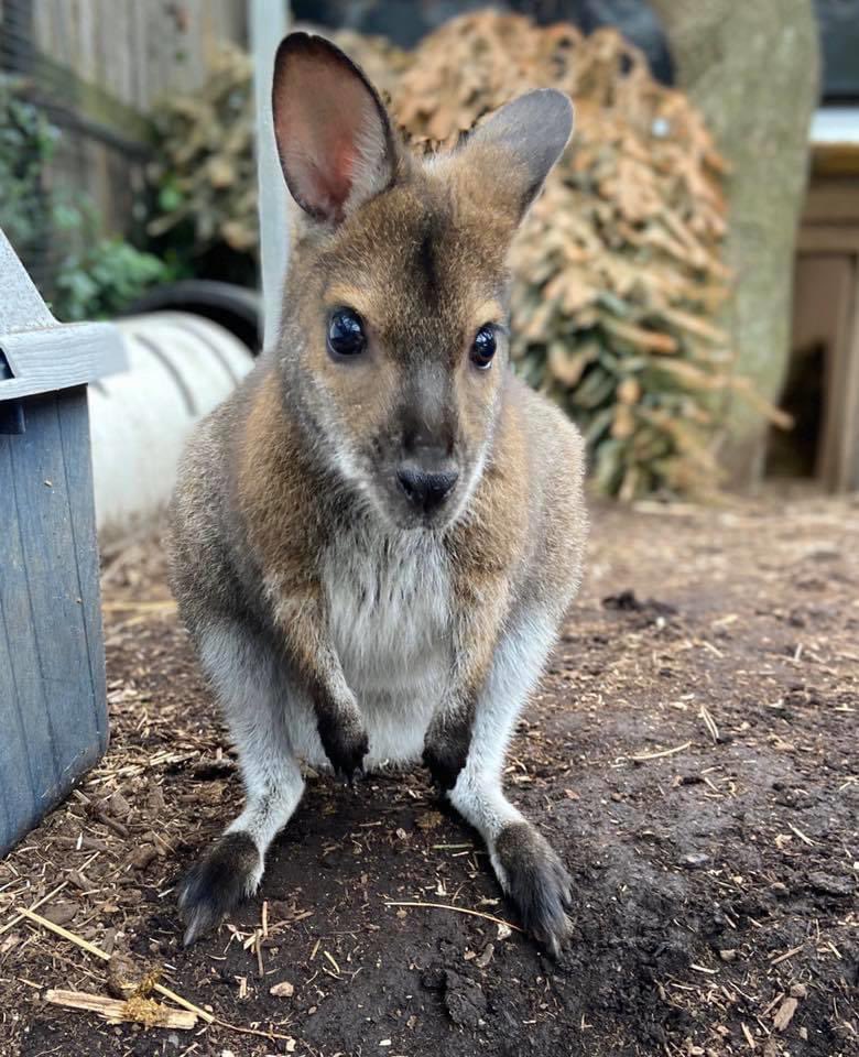 Cute Baby Wallaby