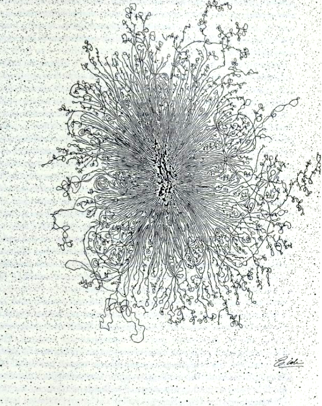 E Coli Micrograph