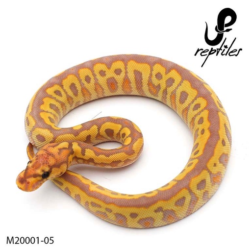 Banana Clown Ball Python