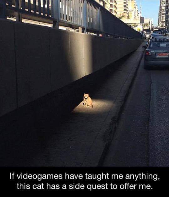 Cat Quest Memes
