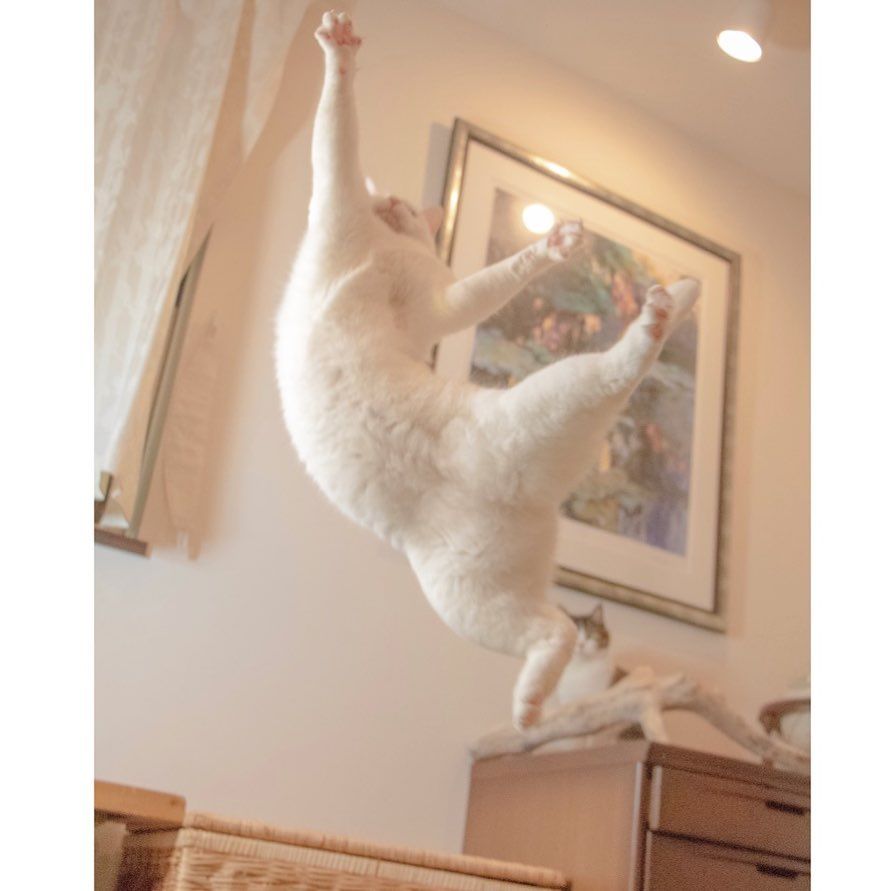 Meowed on Twitter: "From @ccchisa76: Anti gravity cat #meowed #meowedofficial #TheMeowedClub…