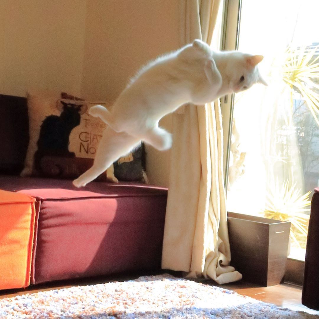 Meowed on Twitter: "From @ccchisa76: Anti gravity cat #meowed #meowedofficial #TheMeowedClub…