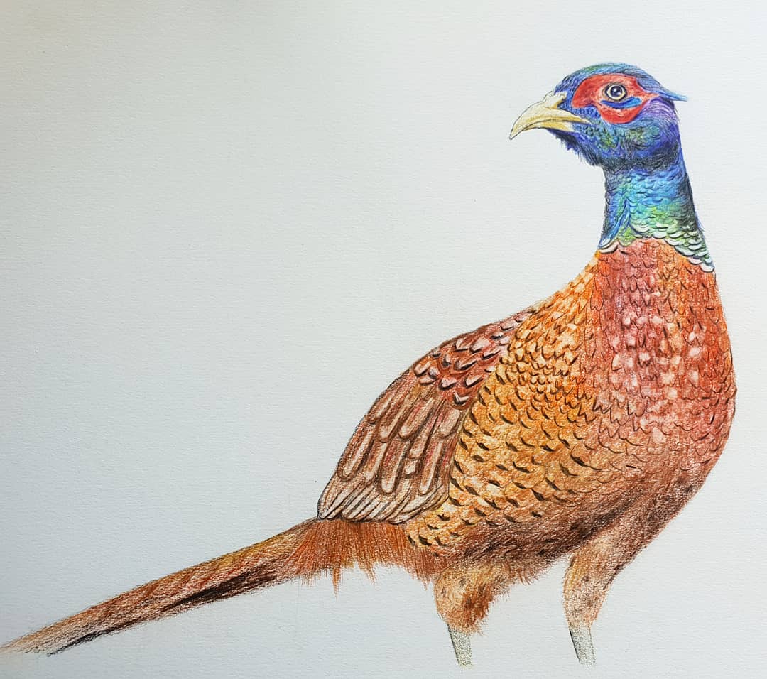 Pheasant Drawing