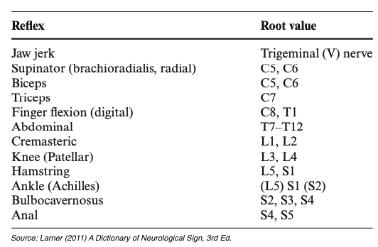 Abdominal Reflex Pathway