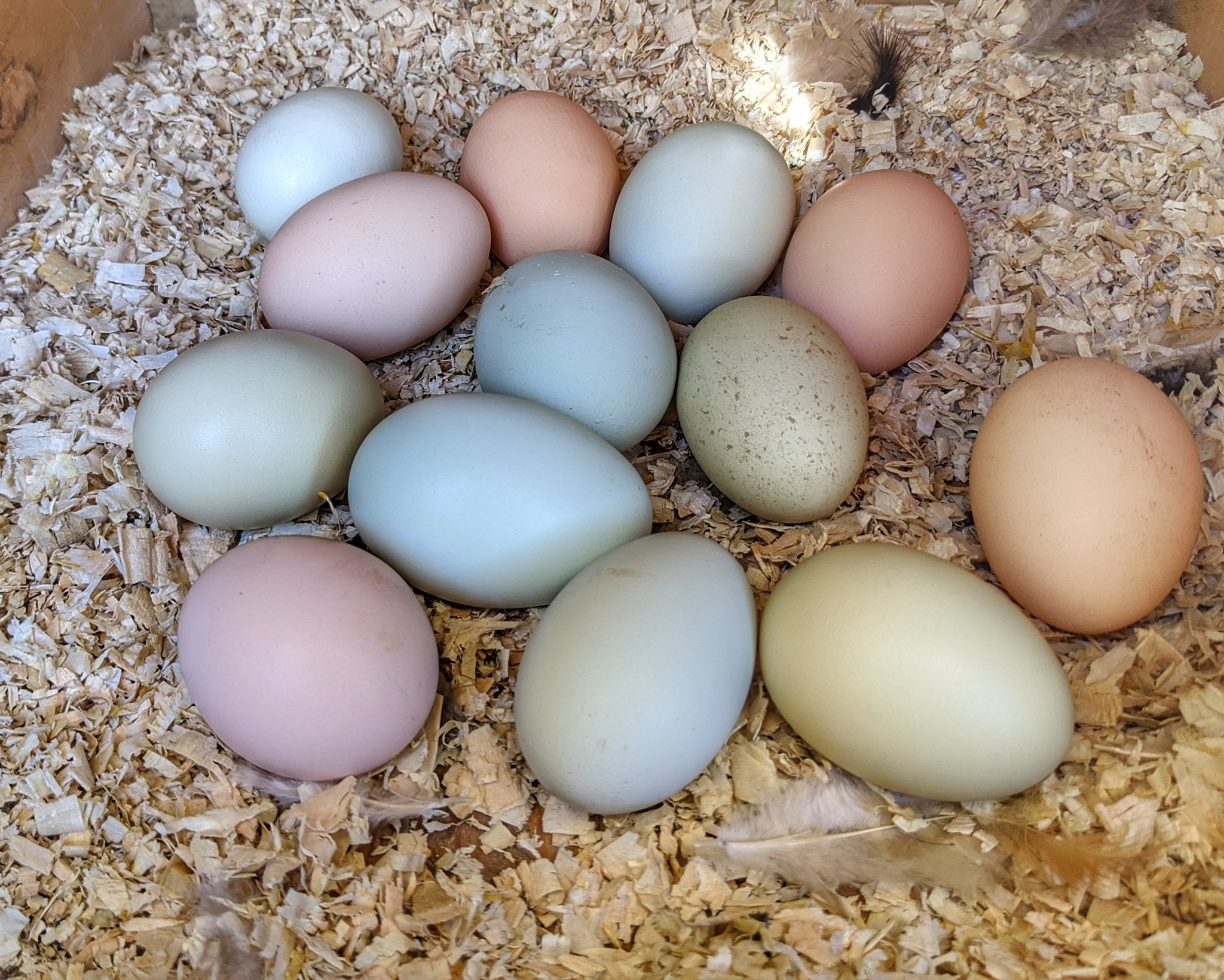 Australorp Chickens Eggs