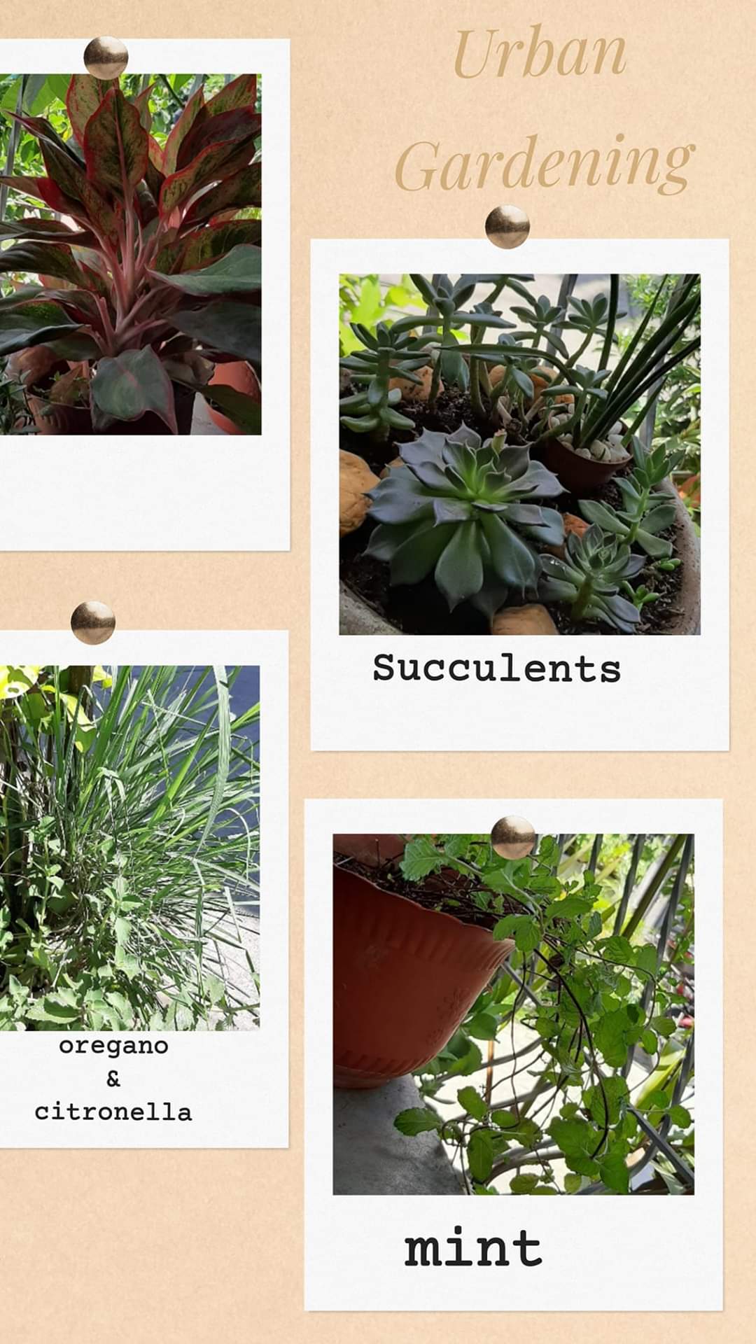 Aerial Plants Examples