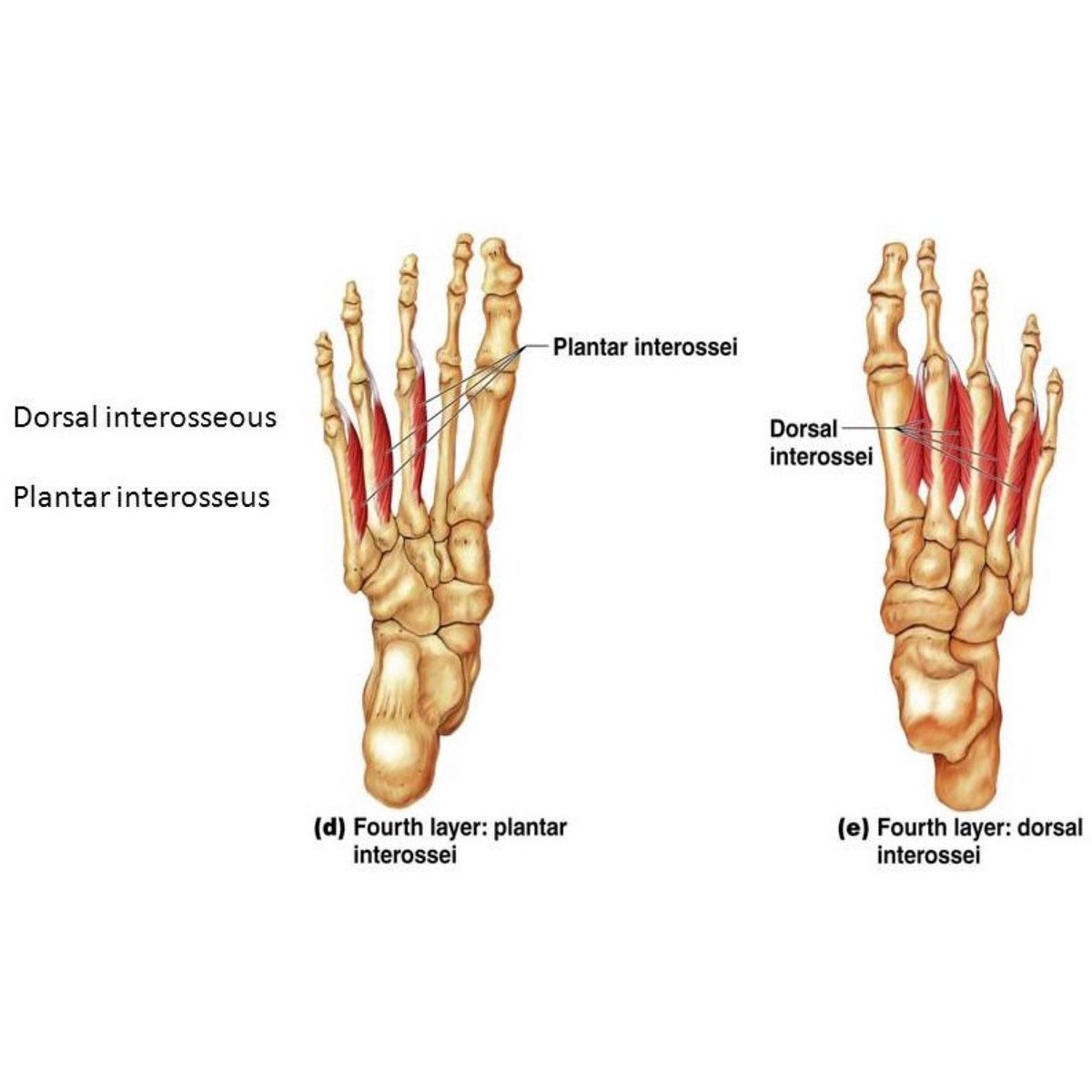 Dorsal Interossei Foot