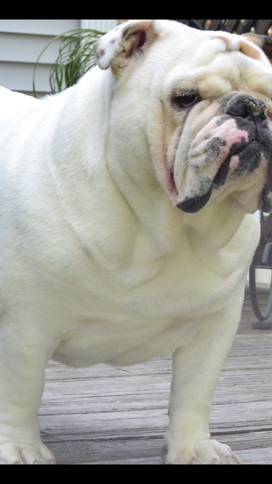 Tgif Bulldog