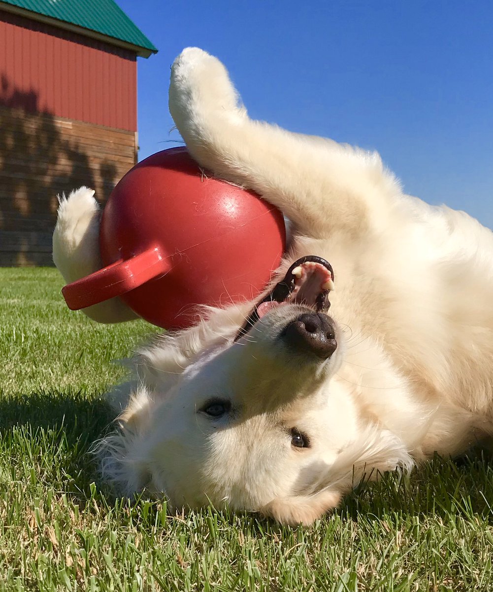 NAOMI TOY BALL WITH HANDEL FOR DOG - EgyPuppy Pet Shop Online