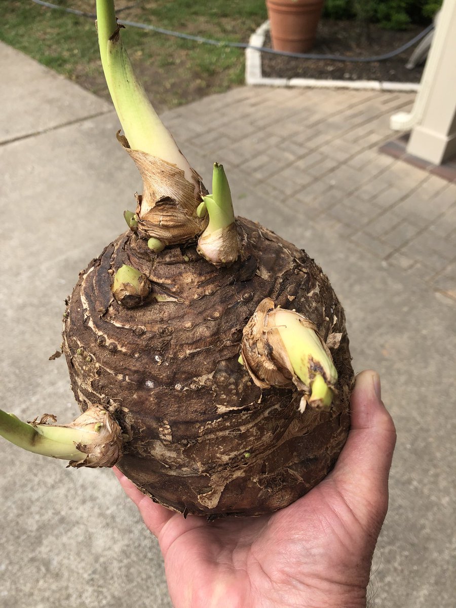 How To Plant Giant Elephant Ear Bulbs Janel Star