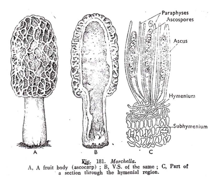 Morchella Labeled