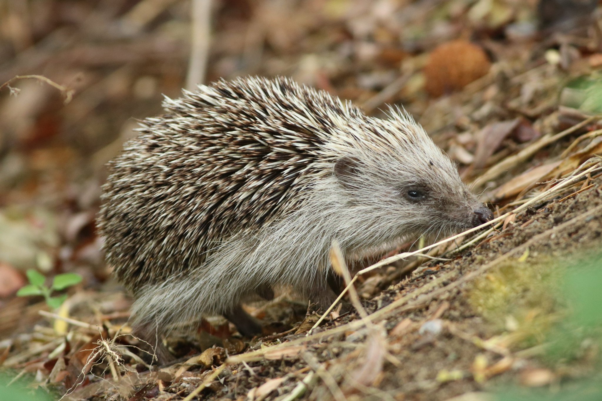 Amur Hedgehog - Profile | Facts | Traits | Distribution | Diet - Mammal Age