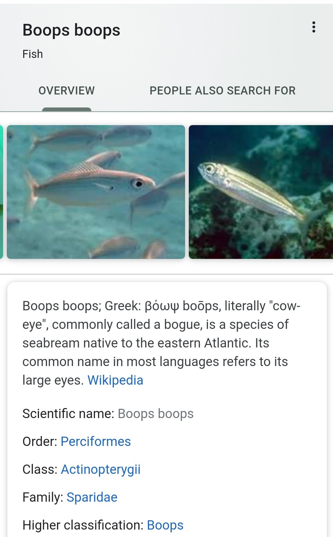 Animal Funny Name Memes 300 Funny Cat Names That Are Weird And Silly