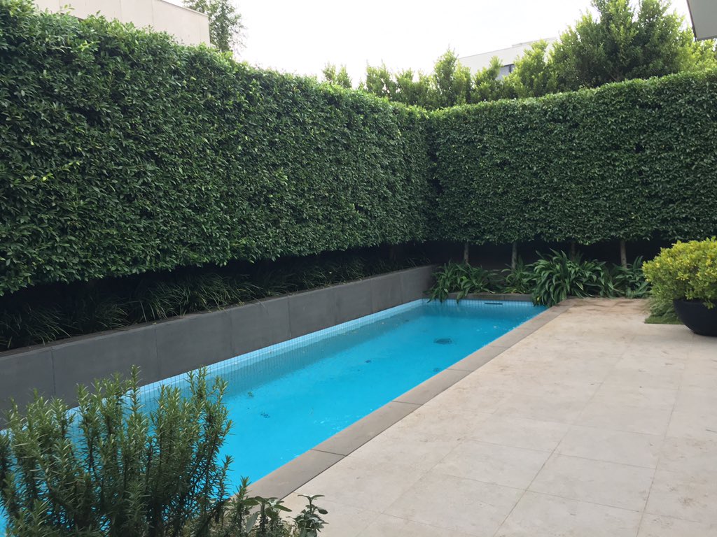 Ficus Hedge