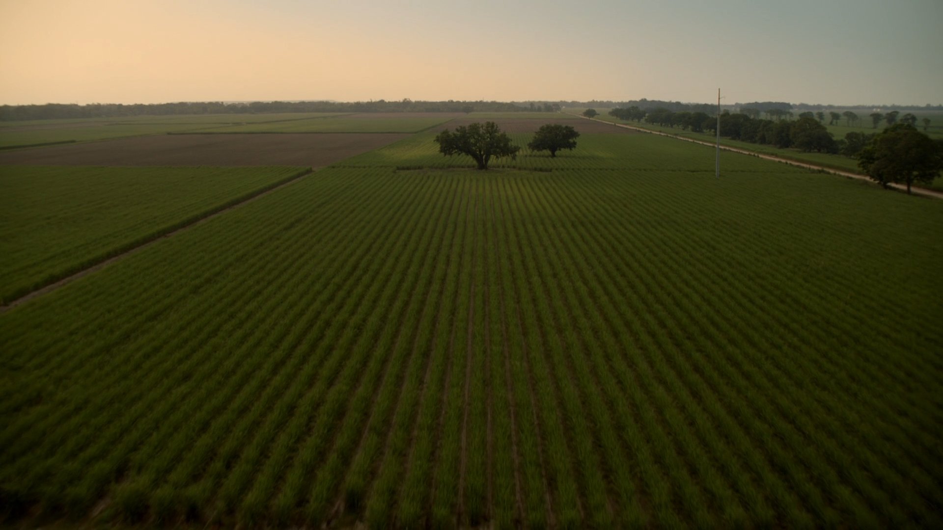True Detective Tree Wallpaper