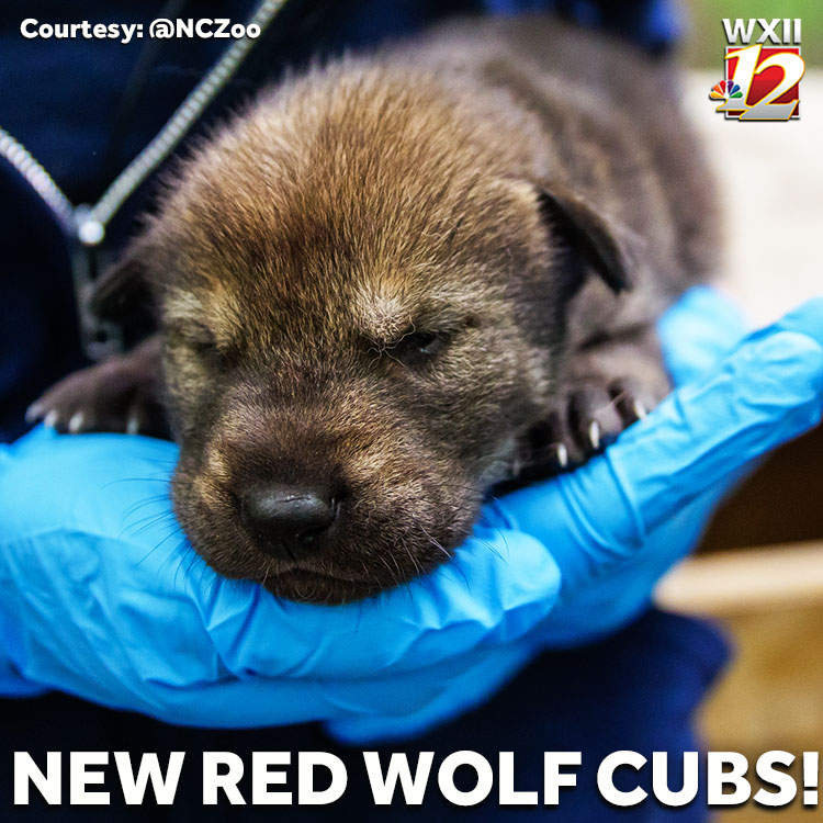 ? SO CUTE! Five red wolf cubs were born at the NCZoo! Red wolves are ...
