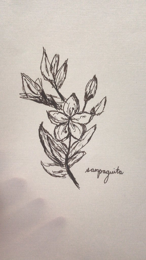 Philippine National Flower Sampaguita Drawing