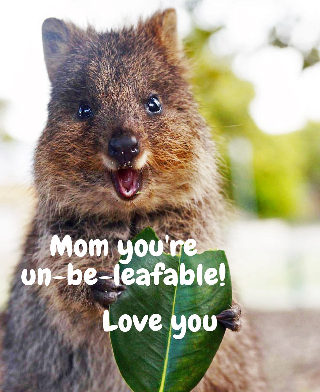 Happy Quokka Memes