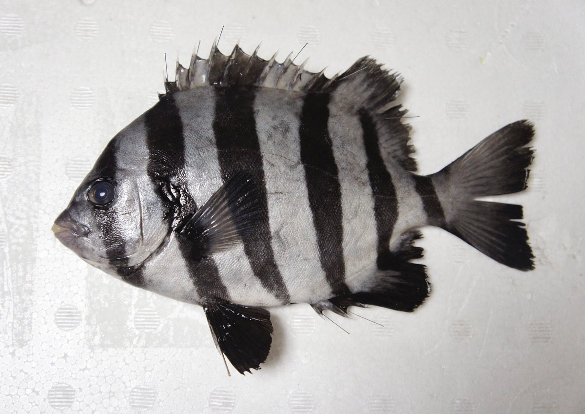 Barred Knifejaw Spotted Knifejaw, Ishigakidai, Oplegnathus Punctatus