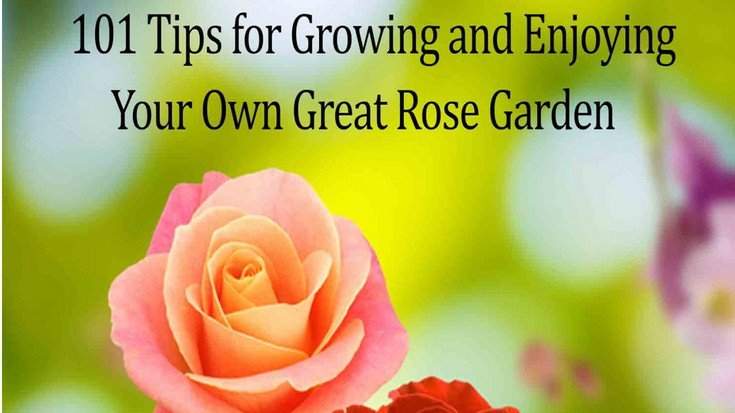 Rose Planting Tips for Beginners | How To Grow Great Roses!