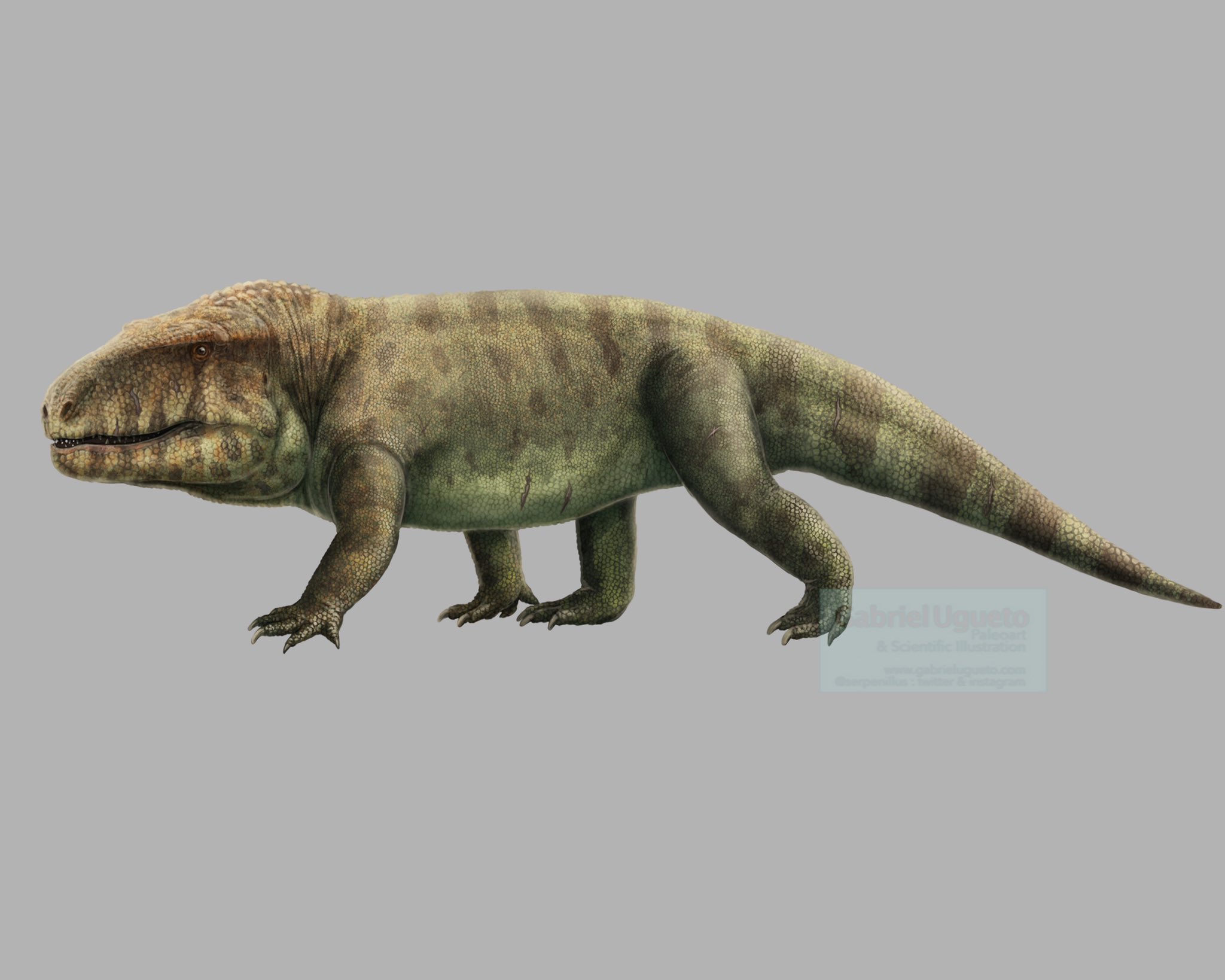Erythrosuchus