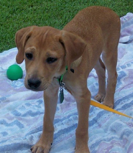 American Foxhound Lab Mix