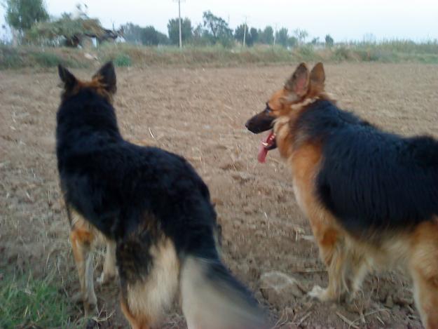 Pakistani Shepherd Dog