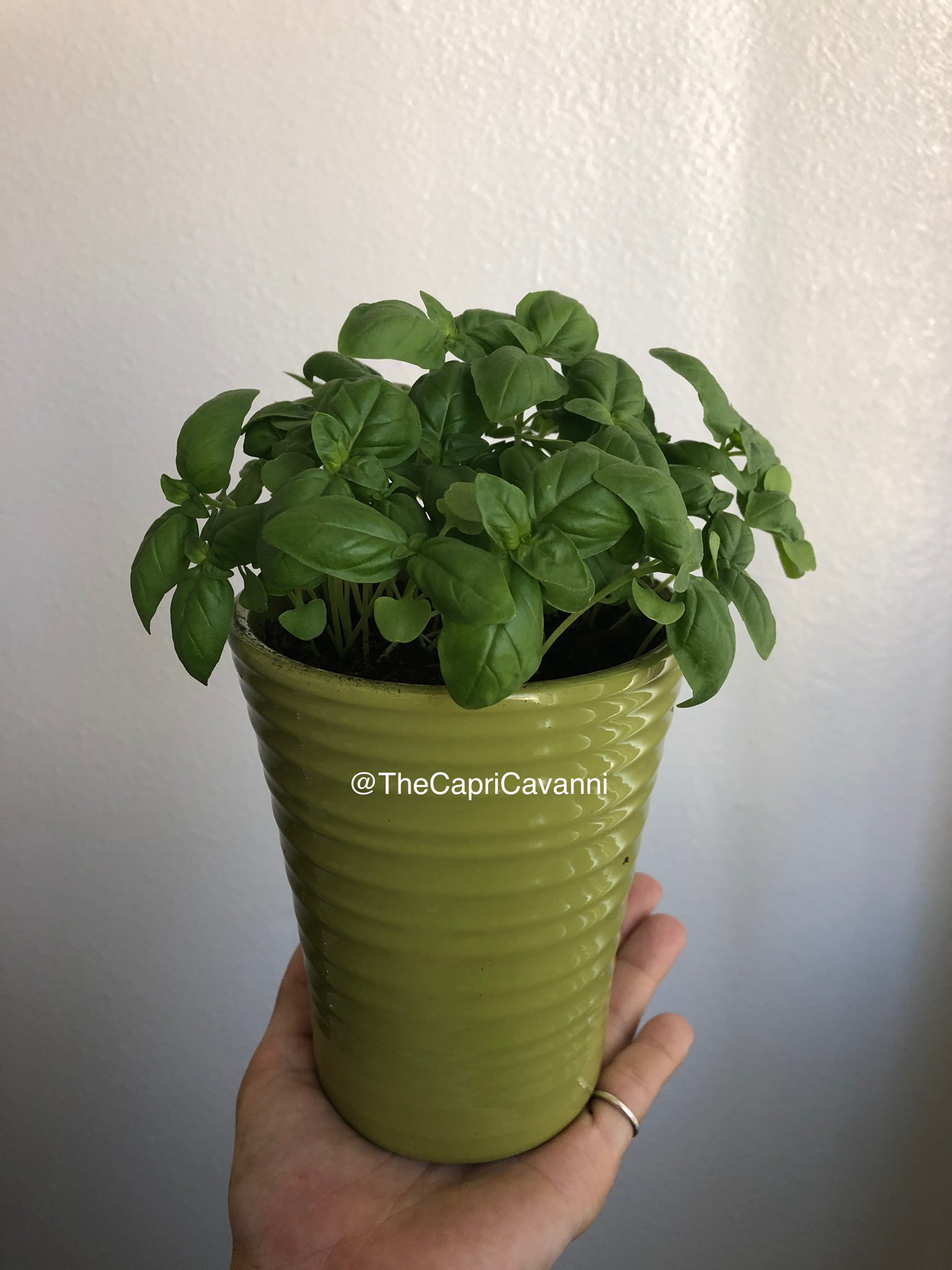 TW Pornstars - Capri Cavanni. Twitter. Look at this basil I grew for ...