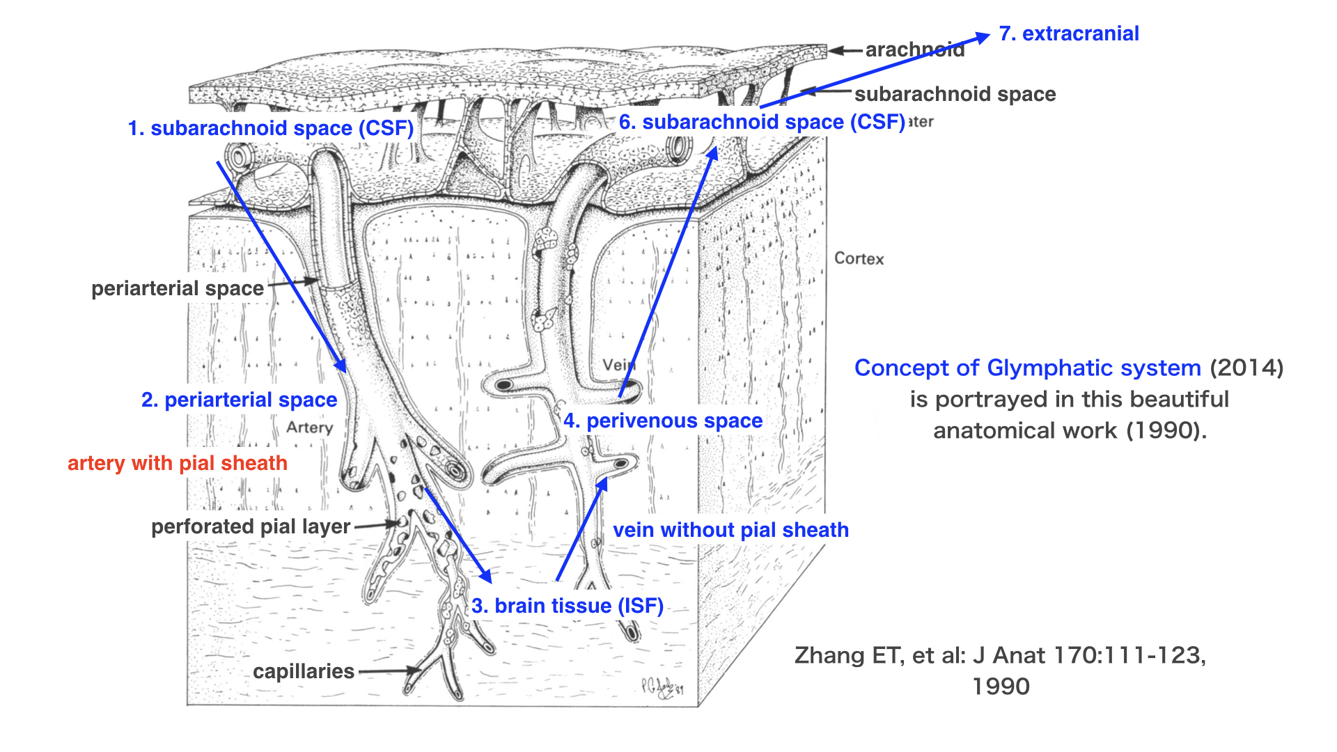 Subarachnoid Space Csf