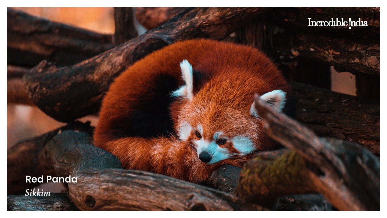 Red Panda Relatives