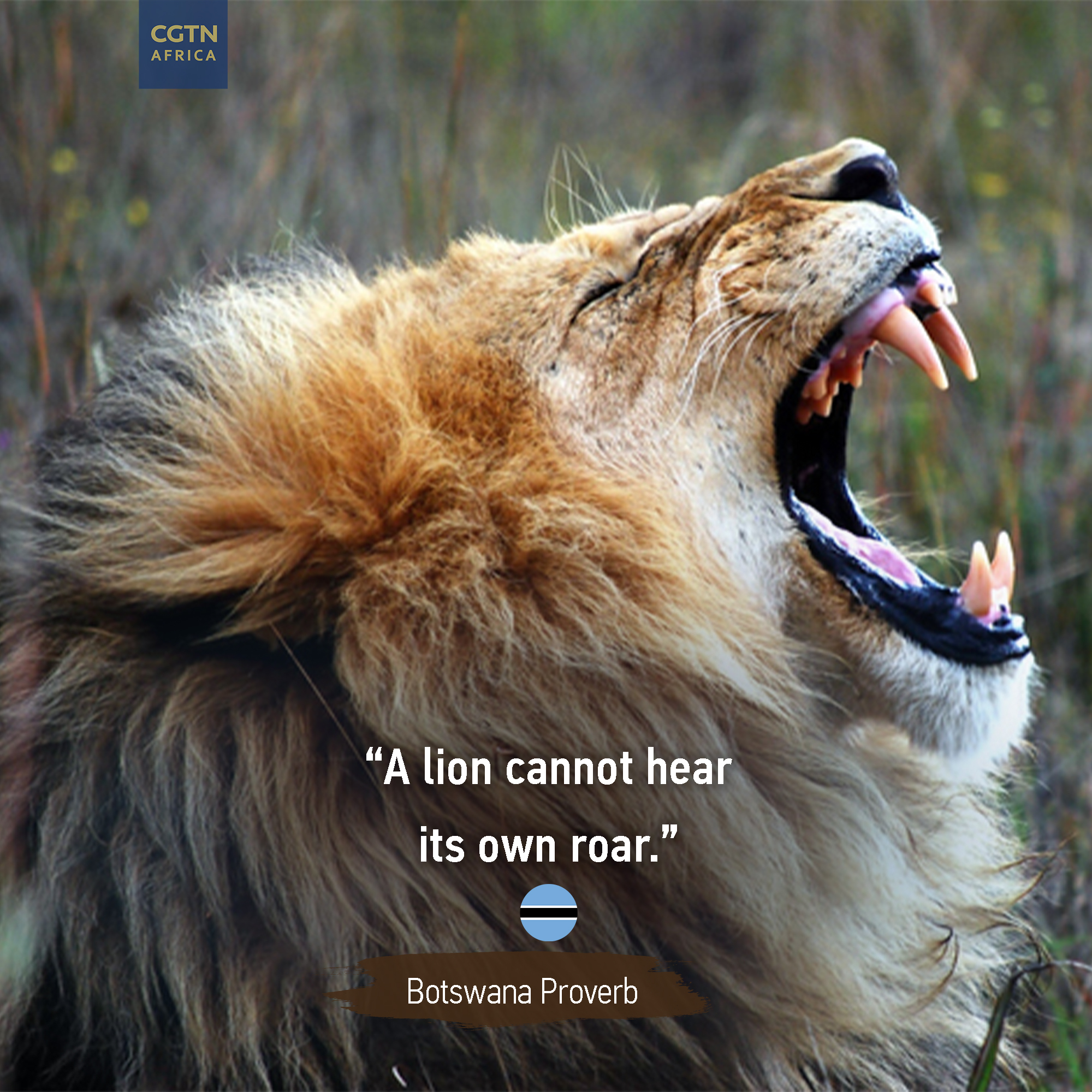 Morning Lion Quotes