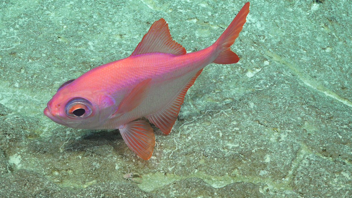 Splendid Alfonsino - Profile | Size | Habitat | Biology | Life Cycle ...