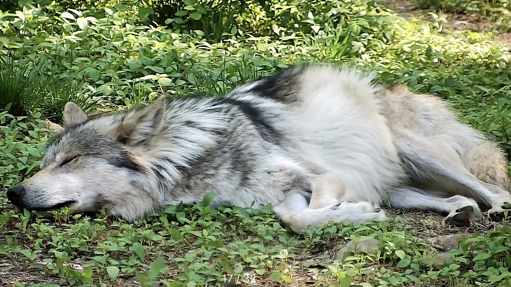 Wolf Lying Down On Side