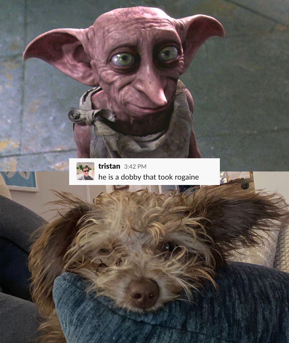 Dobby Dog Meme