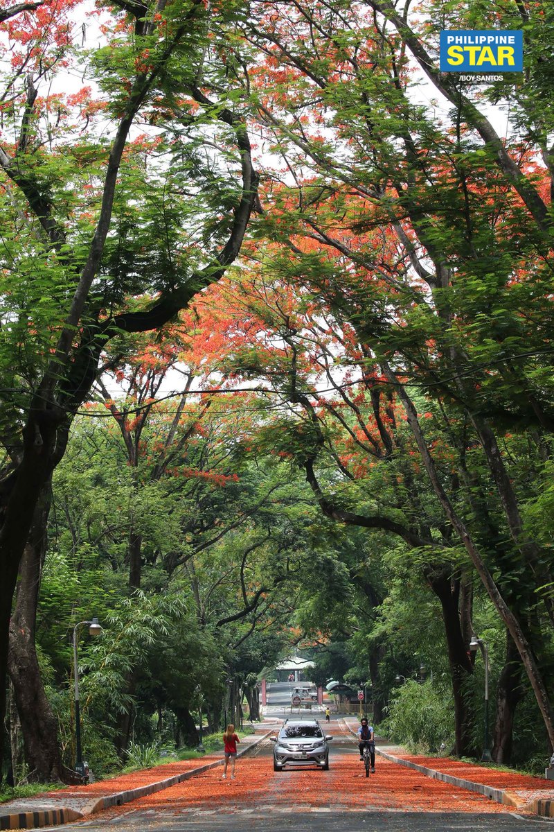 Philippine Fire Tree