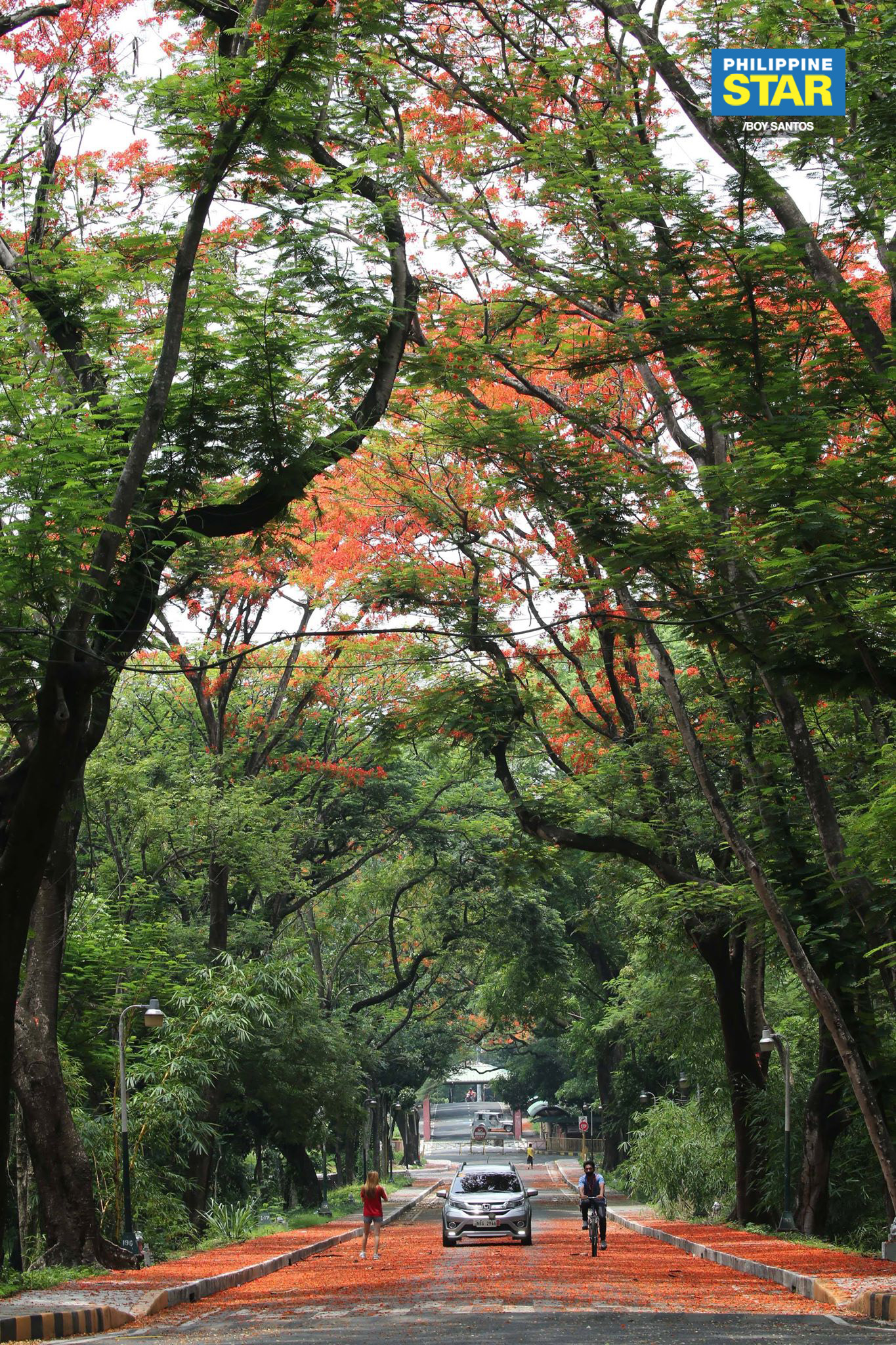 Philippine Fire Tree
