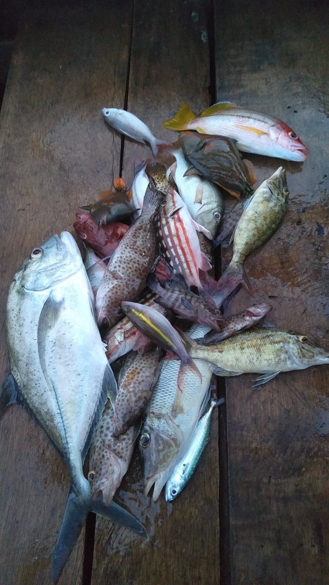 Ikan Hasil Pancingan Di Laut Hd - AugustaxRocha
