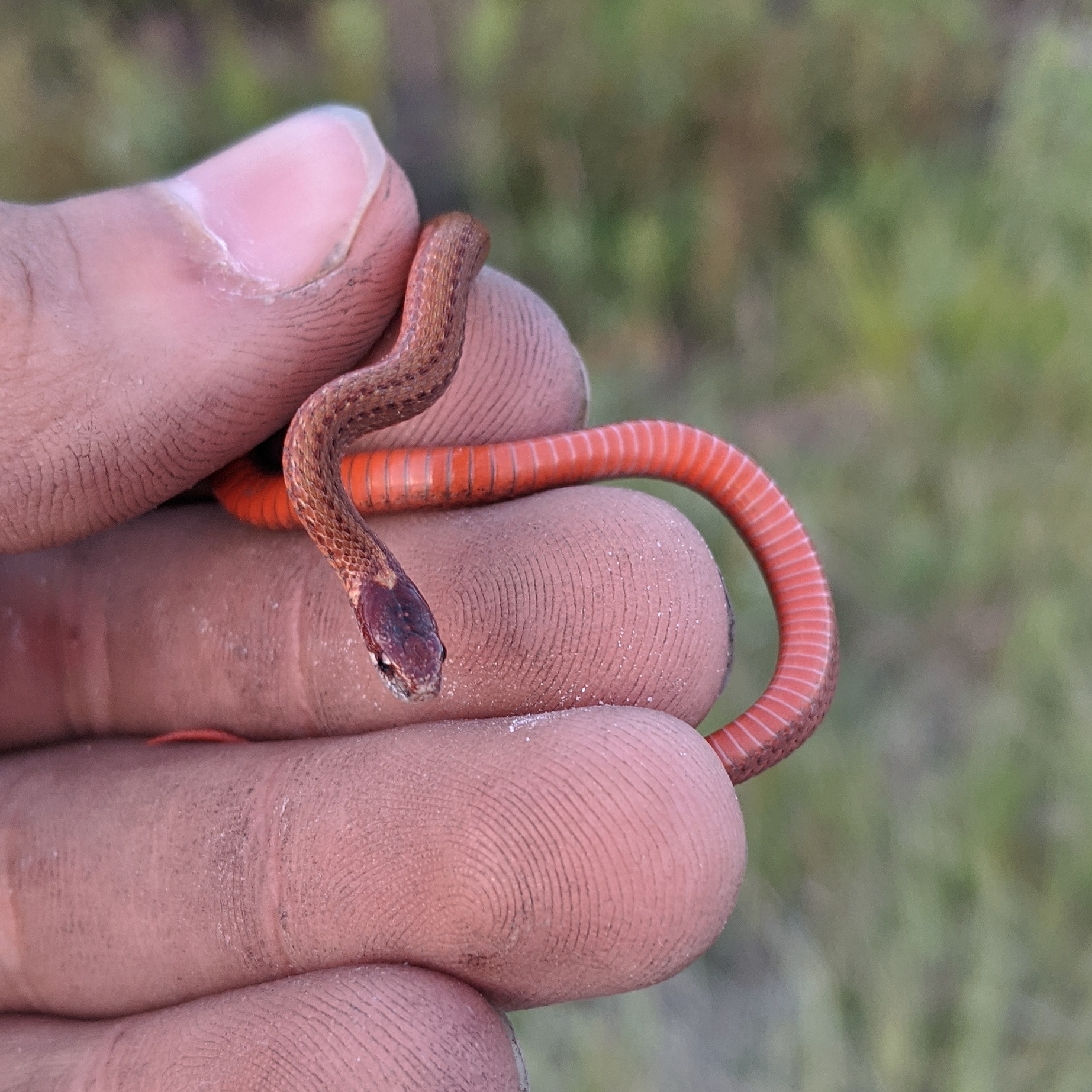 Red Bellied Snake