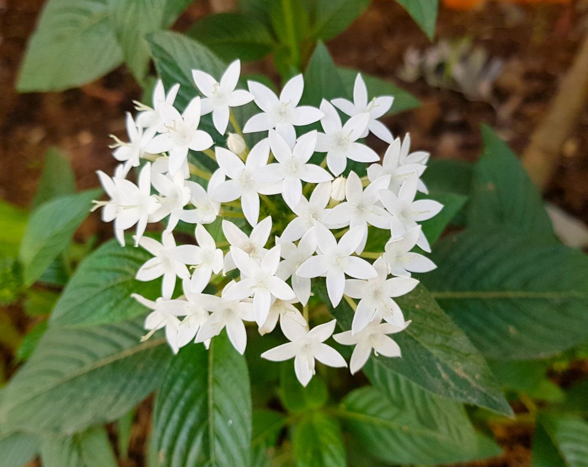 White Pentas Starcluster