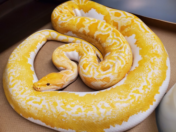 Full Grown Albino Burmese Python Yellow Albino Burmese Python Fotos