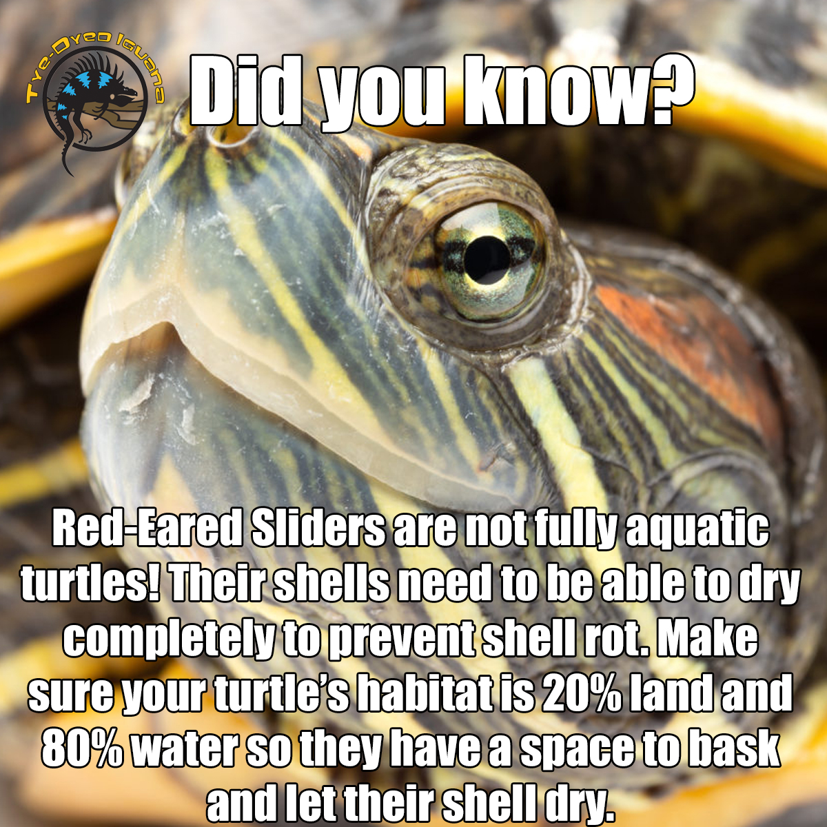 Red Eared Slider Quotes The Meadows Center On X: ""Try To Be Like The