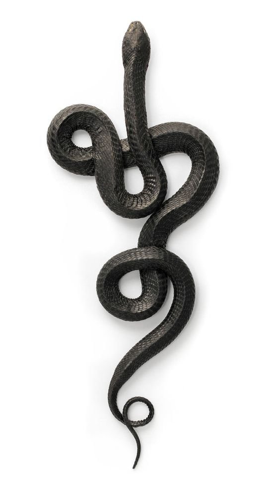 Coiled Snake Drawing