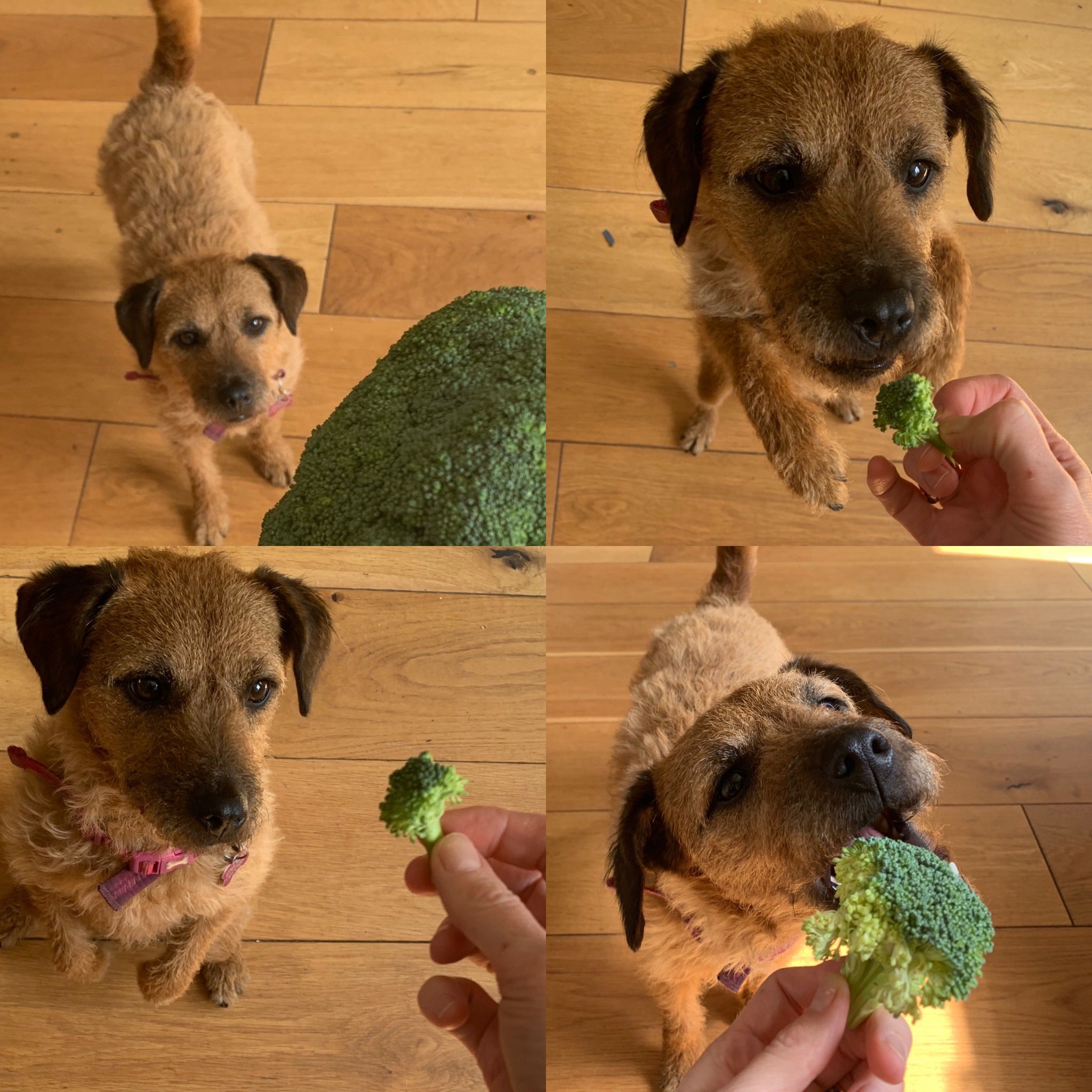 Why Does My Dog Love Broccoli