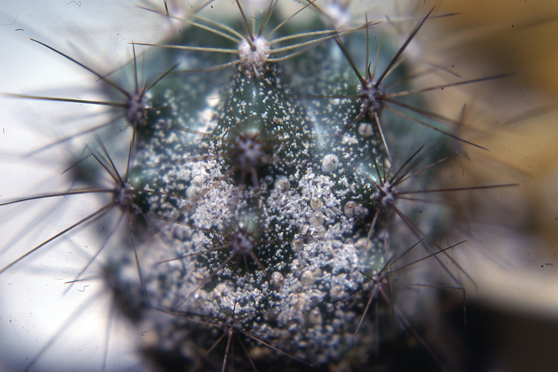 Mealybugs On Cactus