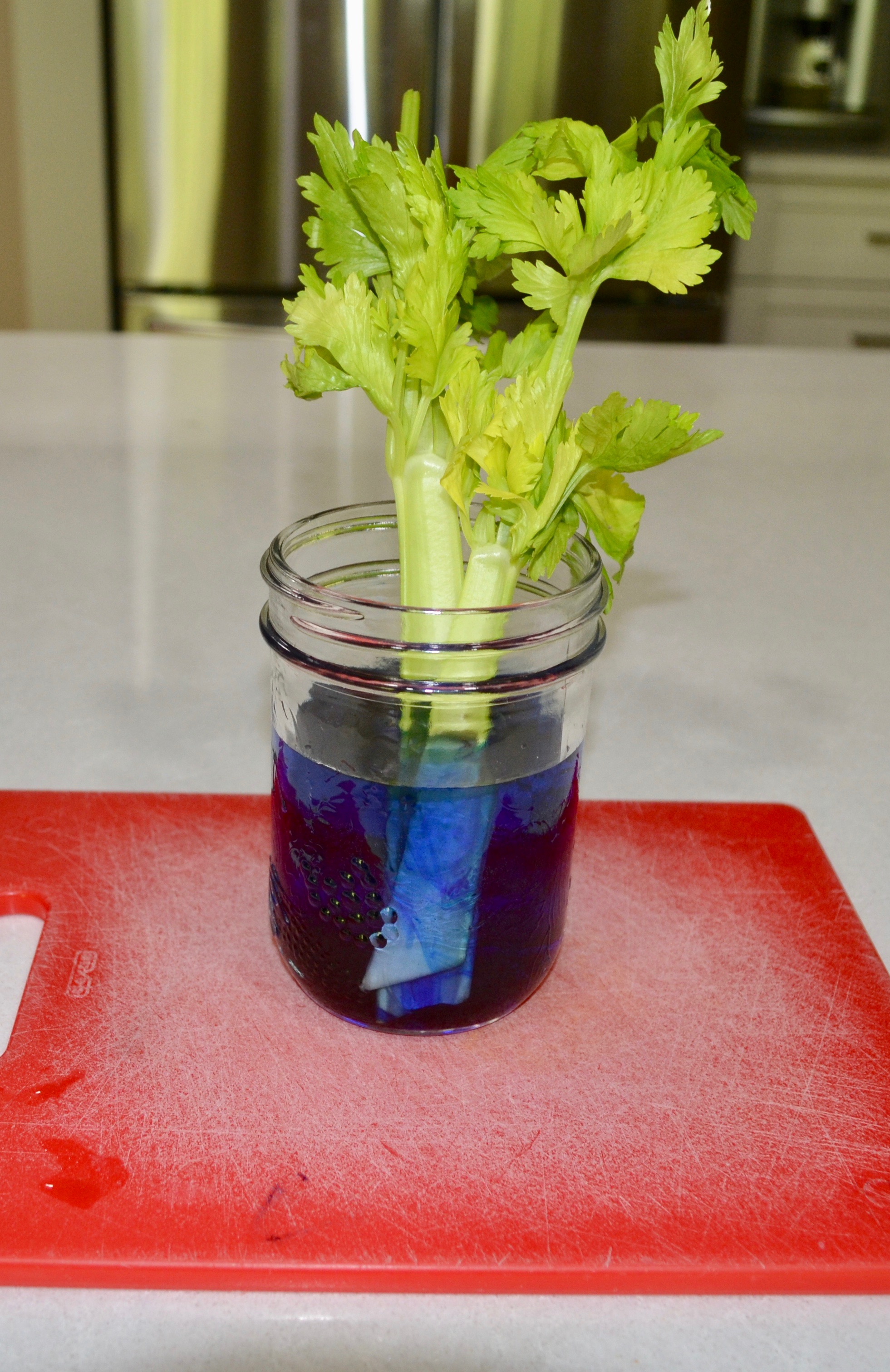 Celery In Water Experiment