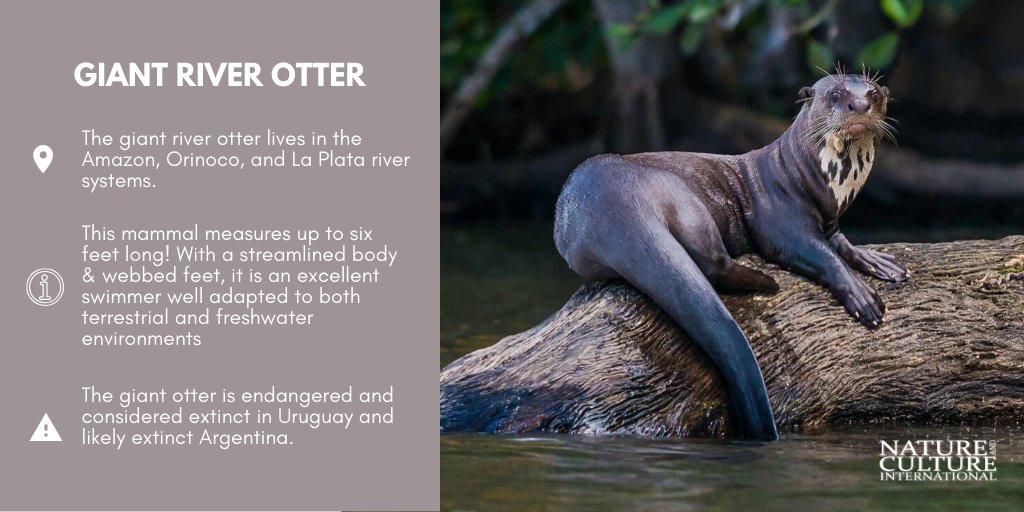 Amazon Rainforest Giant River Otter Saving The World's Biggest River