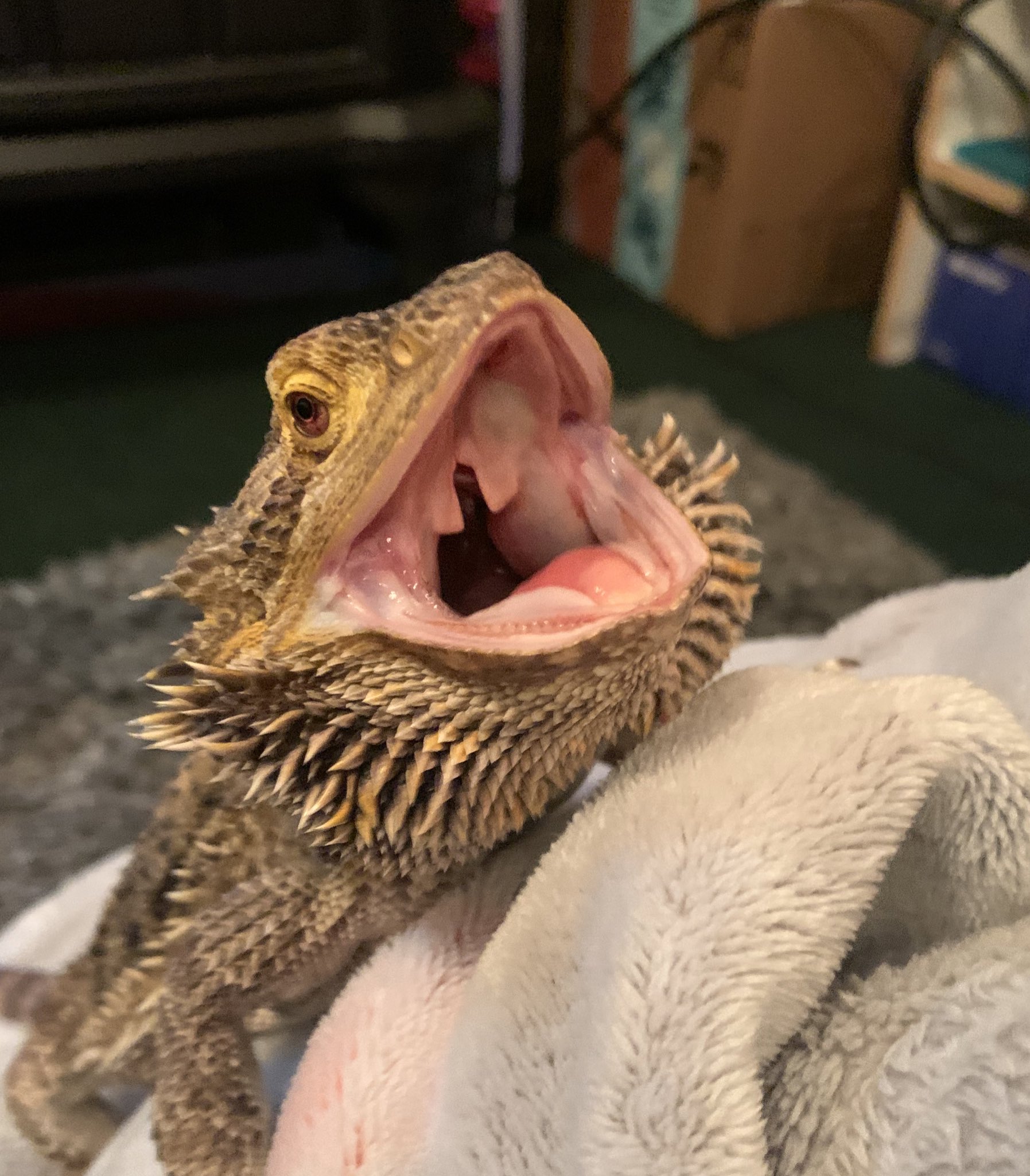 Bearded Dragons Teeth