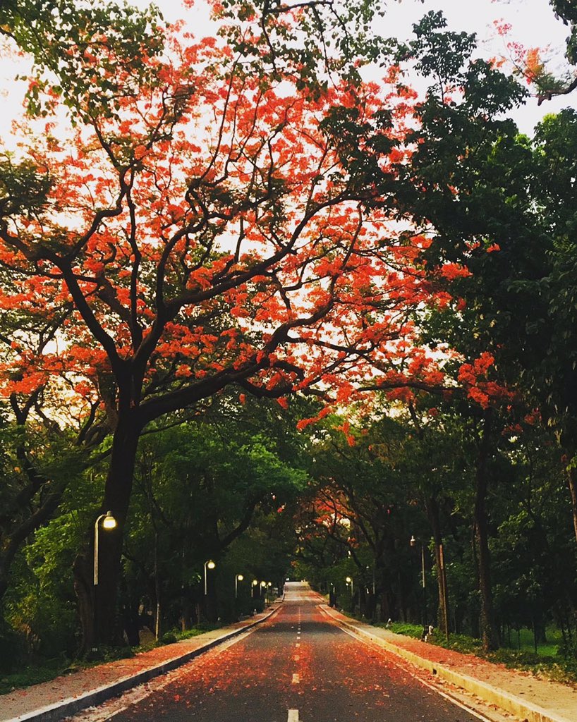 Philippine Fire Tree