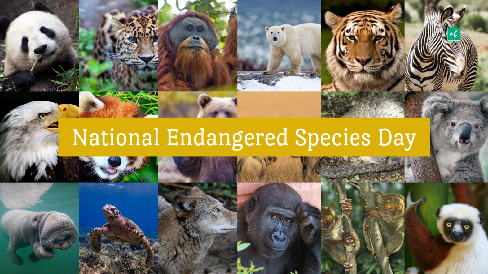 exambazaar.com on Twitter: "#EndangeredSpecies Day is an opportunity ...
